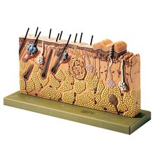 Somso Human Skin Model | Carolina Biological Supply