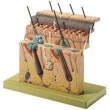 Somso® Hinged Human Skin Model | Carolina Biological Supply