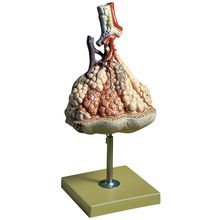 Somso Human Lung Model | Carolina Biological Supply