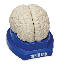 Carolina® Human Brain Model | Carolina Biological Supply