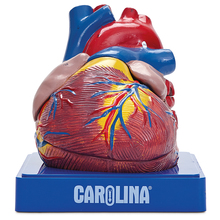 Carolina® Human Heart Model | Carolina Biological Supply