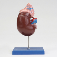 Carolina® Human Kidney Model | Carolina.com