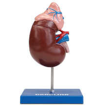 Carolina® Human Kidney Model | Carolina Biological Supply
