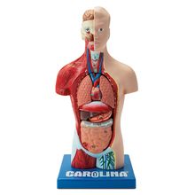 Carolina® Human Micro Sexless Torso Model with Open Back | Carolina ...