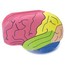 Origami Organelles™ 3-D Paper Model Kit: Human Brain | Carolina ...