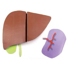 Origami Organelles™ 3-D Paper Model Kit: Liver and Spleen | Carolina ...