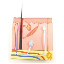 Origami Organelles™ 3-D Paper Model Kit: Skin | Carolina Biological Supply