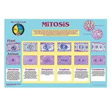 Mitosis Poster | Carolina Biological Supply