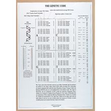 Genetic Code Chart | Carolina Biological Supply