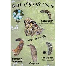 Painted Lady Butterfly Life Cycle Chart | Carolina Biological Supply