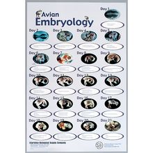 Avian Embryology Chart | Carolina Biological Supply