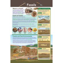 Fossils Poster | Carolina Biological Supply