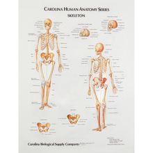 Skeleton, Giant Carolina® Human Anatomy Series Chart | Carolina ...