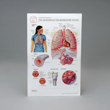 Respiratory System Post-it® Chart | Carolina Biological Supply