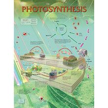 Photosynthesis Poster | Carolina Biological Supply