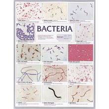 Bacteria Poster | Carolina Biological Supply
