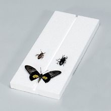 Insect Mounting Board, Styrofoam, Pack of 10 | Carolina Biological Supply