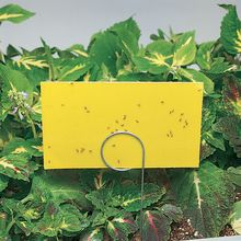 Yellow Sticky Strips, Pest Control, Pack of 25 | Carolina Biological Supply