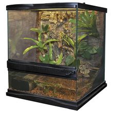 Naturalistic Terrarium | Carolina Biological Supply