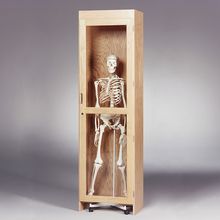 Rolling Model Skeleton Cabinet | Carolina Biological Supply