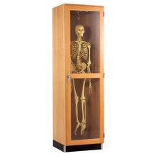 Hanging Model Skeleton Cabinet | Carolina Biological Supply