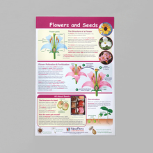 All About Plants Bulletin Board Chart Set | Carolina Biological Supply