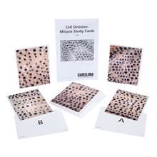 Cell Division: Mitosis Study Cards, Set of 32 | Carolina Biological Supply
