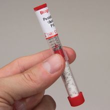 Economy Antibiotic Disk, Penicillin, 10 Units | Carolina Biological Supply