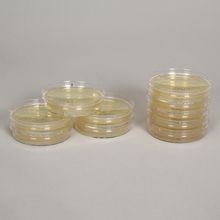 Contact Plates, Pack 10 | Carolina Biological Supply