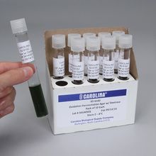 Oxidation Fermentation Medium Dextrose, Prepared Media Tubes, Pack of ...