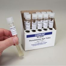 Phenylalanine Agar, Slant, Prepared Media Tubes, Pack of 10 | Carolina ...