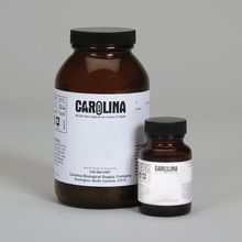 Aceto-Carmine | Carolina Biological Supply