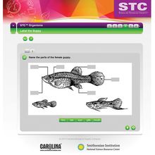 STC™ Organisms Interactive Whiteboard Activity | Carolina Biological Supply