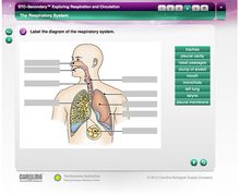 STC–Secondary™: Exploring Respiration and Circulation Interactive ...