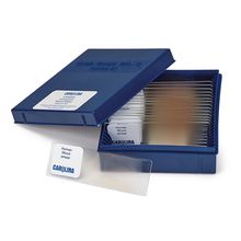 Burger and Fries Microscope Slide Set | Carolina Biological Supply
