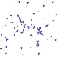 Corn Starch, w.m., Microscope Slide | Carolina Biological Supply