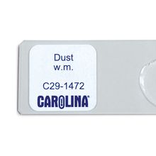 Dust, w.m., Microscope Slide | Carolina Biological Supply