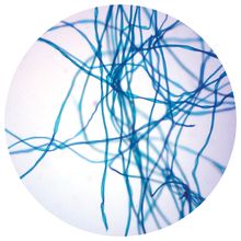 Cotton Fibers, w.m., Microscope Slide | Carolina Biological Supply