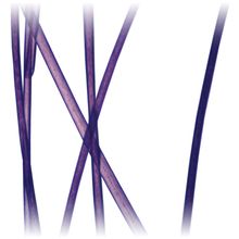 Hair, w.m., Microscope Slide | Carolina Biological Supply