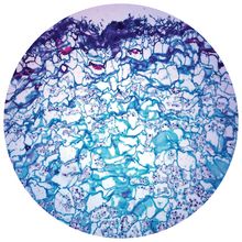 Zamia Stem, cross section, Microscope Slide | Carolina Biological Supply