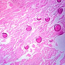 Commercial Sponge, section Microscope Slide | Carolina Biological Supply