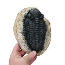 Giant Trilobite Replica | Carolina Biological Supply