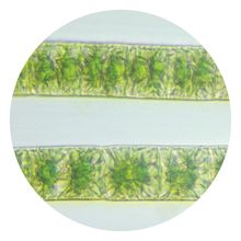 Zygnema, Living | Carolina Biological Supply