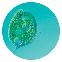 Phacus, Living | Carolina Biological Supply