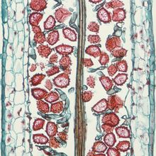 Anthoceros Mature Sporophyte, l.s., 12 µm Microscope Slide | Carolina ...