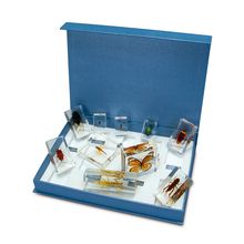 Insect Collection Set 2, Plastomount Mounted | Carolina Biological Supply
