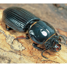 STC™ Living Shipment: Bess Beetle, Pack of 8 | Carolina Biological Supply