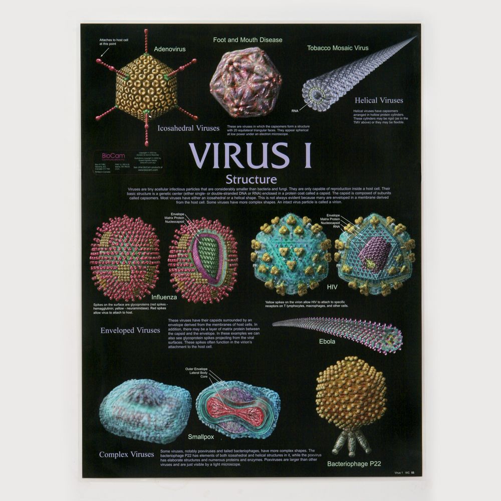 Virus I, II, III Posters | Carolina.com