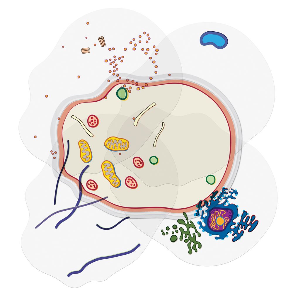 See-Through Animal Cell Builder | Carolina Biological Supply