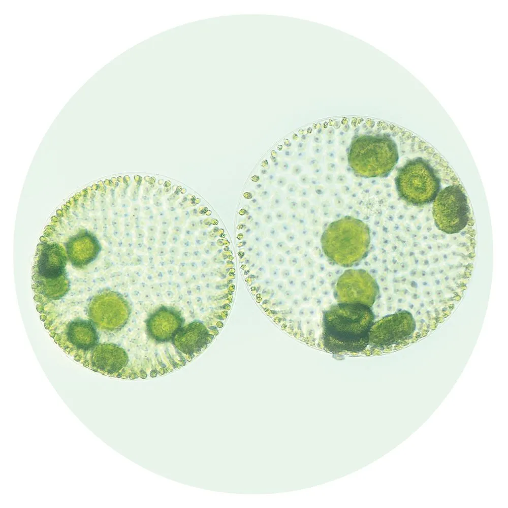 Volvox Parts Volvox Colonies, Light Micrograph Our Beautiful Wall Art